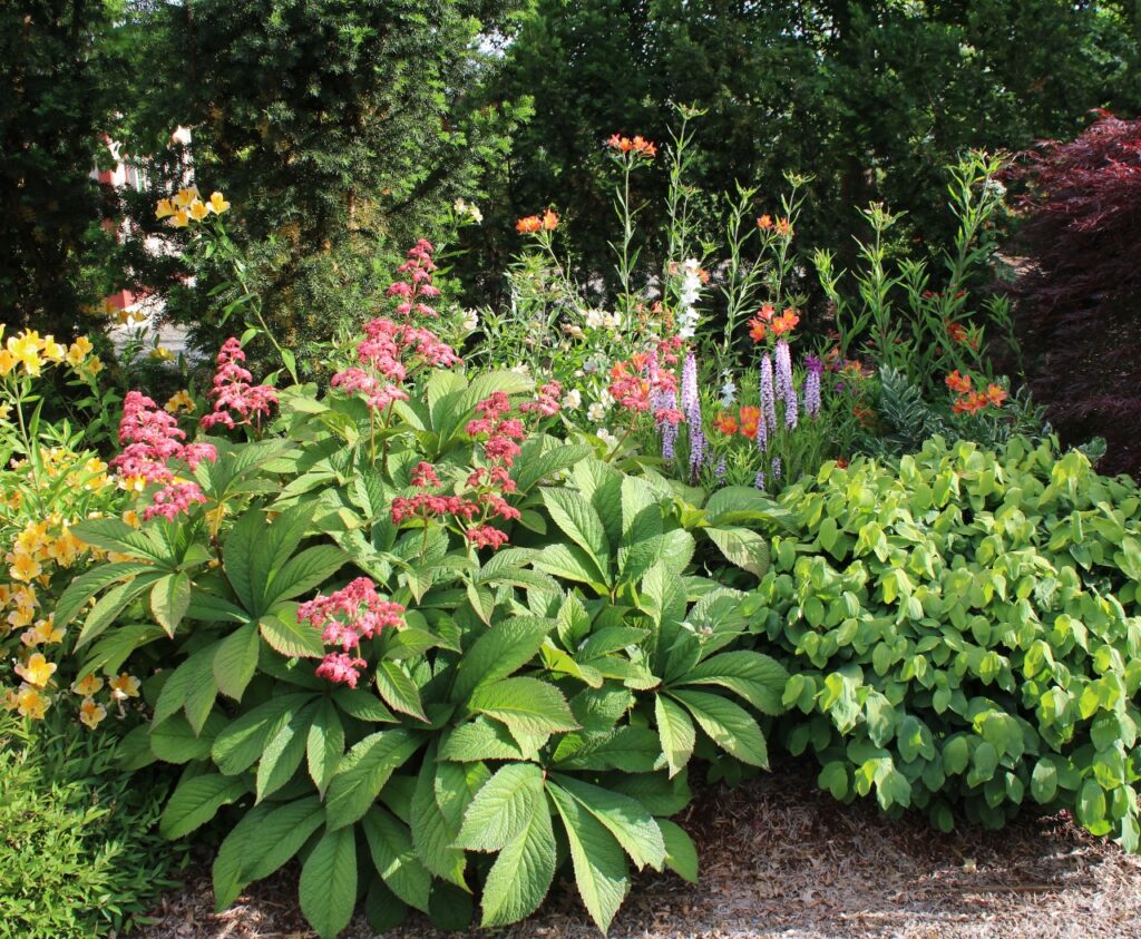 Rodgersia 'Crug Cardinal' - Sunk Island Exotics